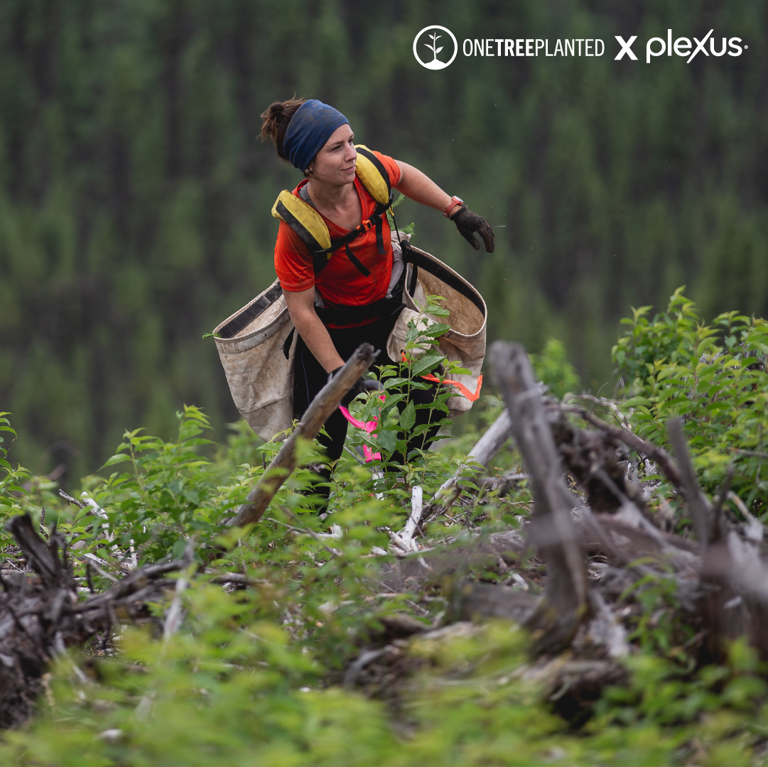 One Tree Planted | Reforestation Across Canada | Plexus Worldwide®