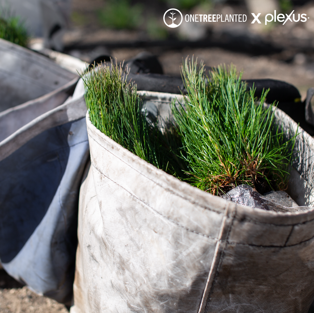 One Tree Planted | Reforestation Across Canada | Plexus Worldwide®