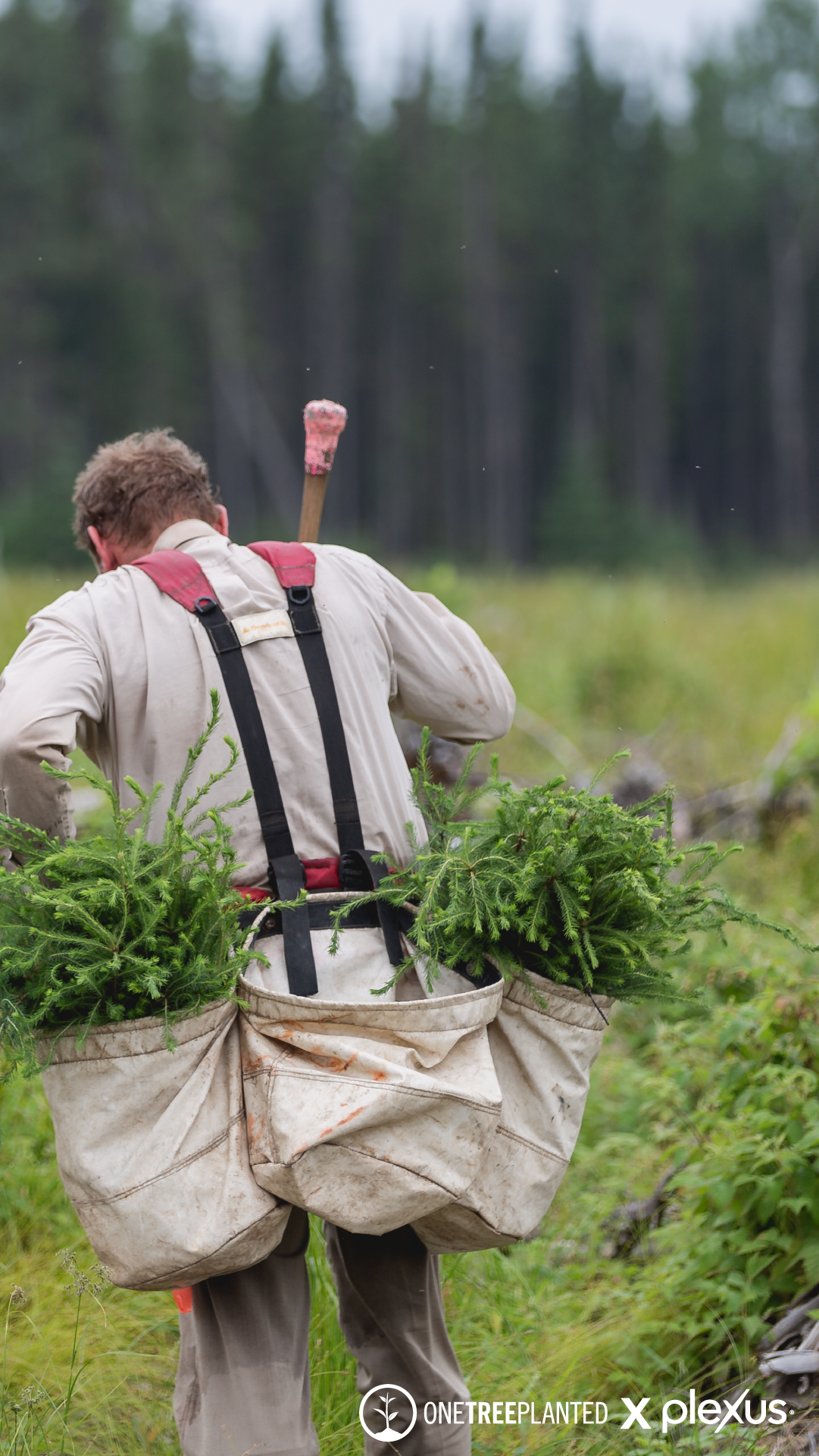One Tree Planted | Reforestation Across Canada | Plexus Worldwide®